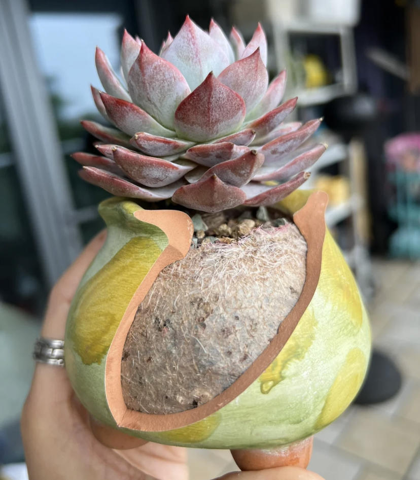 To raise succulents, first raise the roots, the root system will be ...