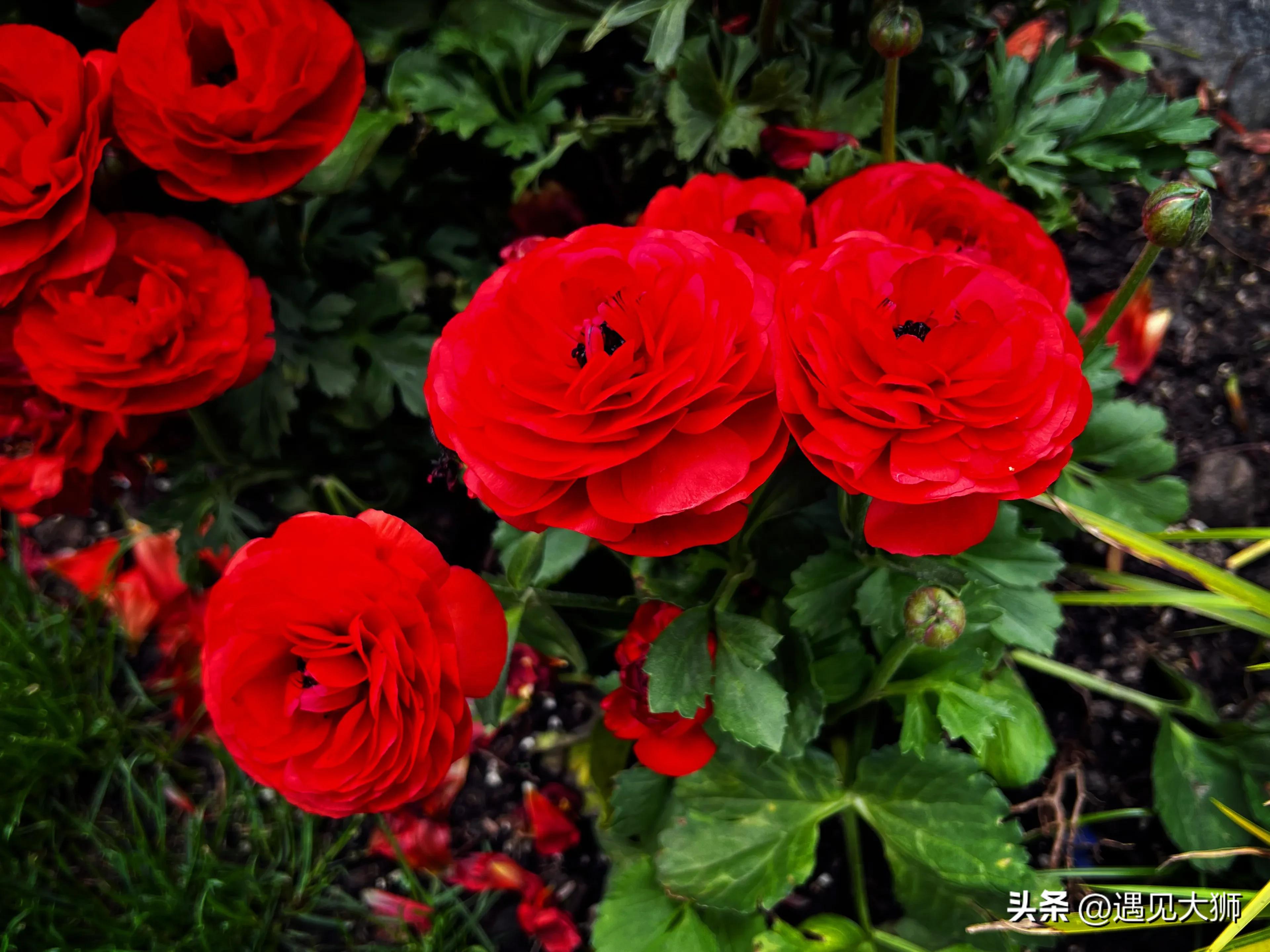 The foreign peony is very popular because of its large color, beautiful ...