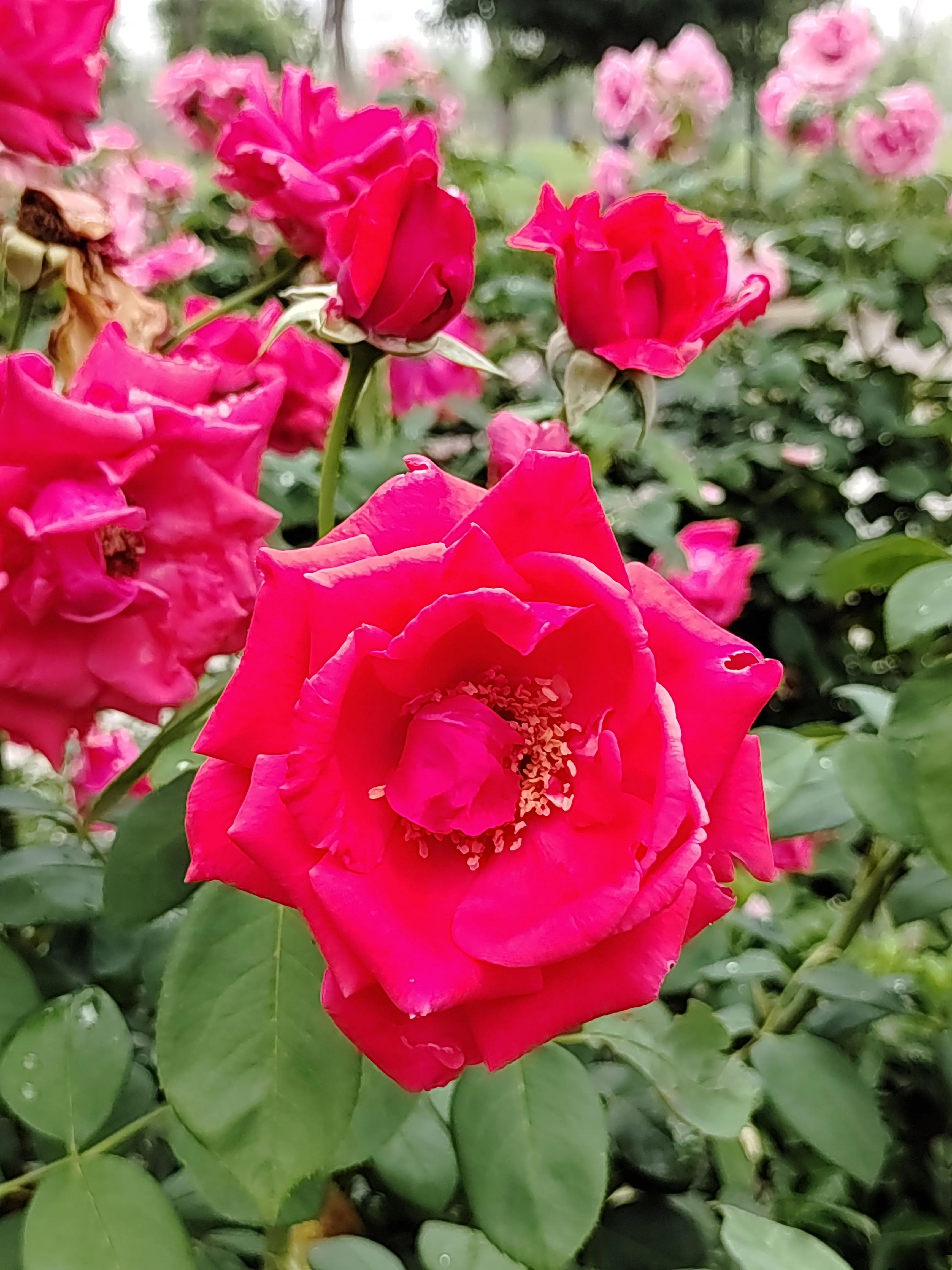 Charming Chinese rose - iNEWS