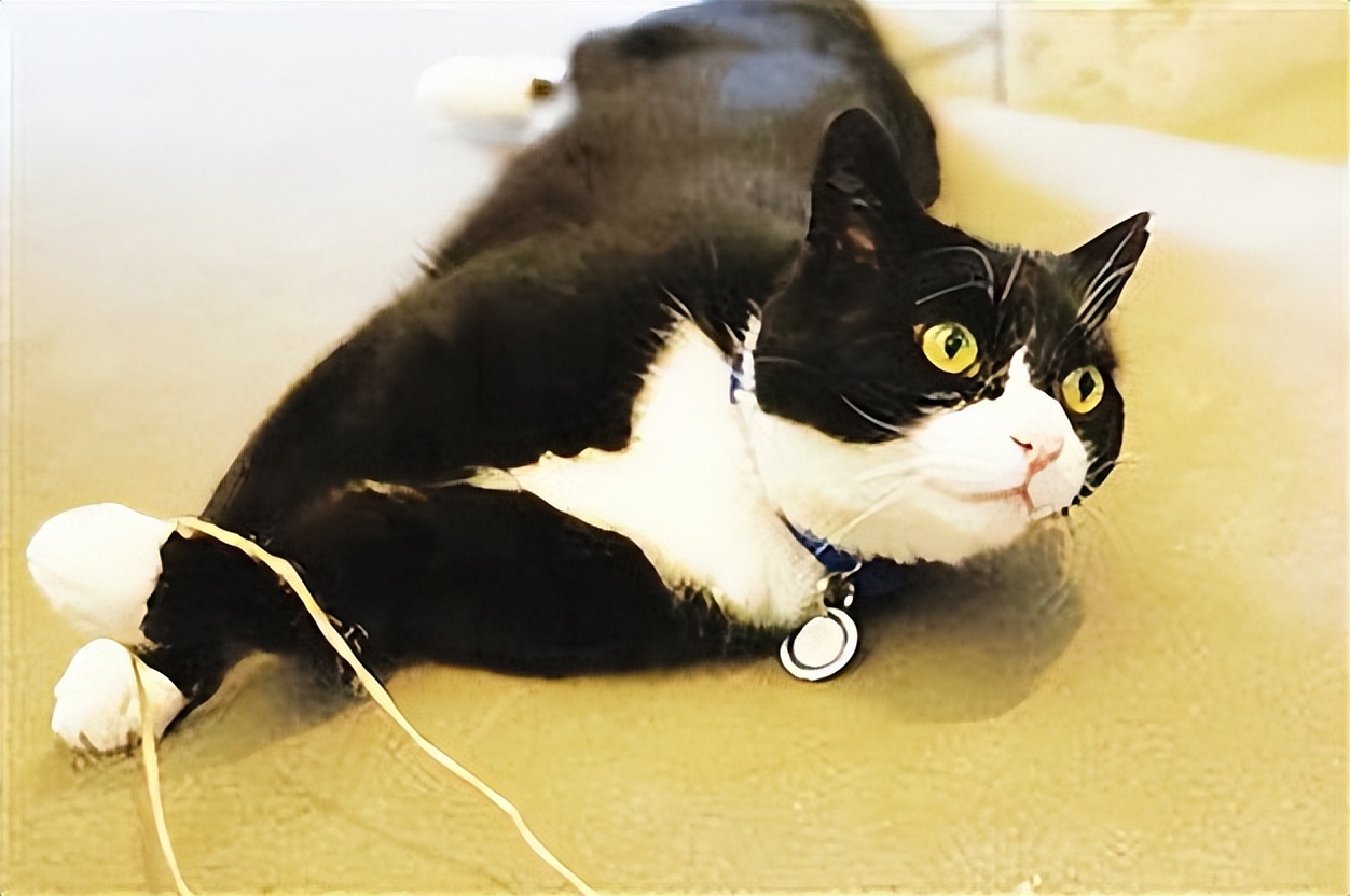 These kinds of cats are notoriously "tempered", no matter how cute they ...