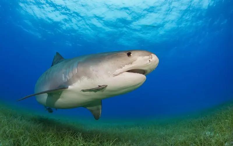Deep Sea Hunter: The Mysterious Life of Sharks Revealed! - iNEWS