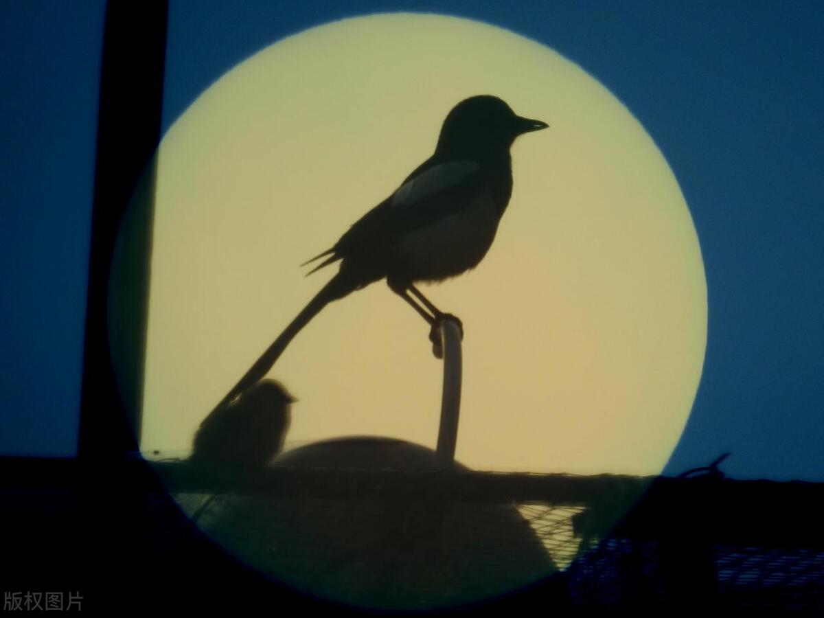 Three-legged crow, in ancient China, three-legged crow was regarded as ...