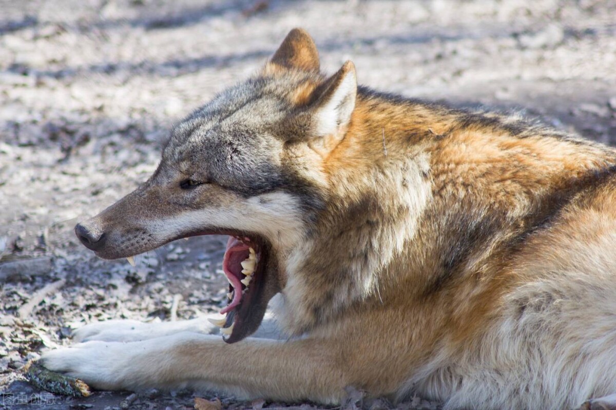 Gray wolf vs cheetah, who is more powerful? - iNEWS