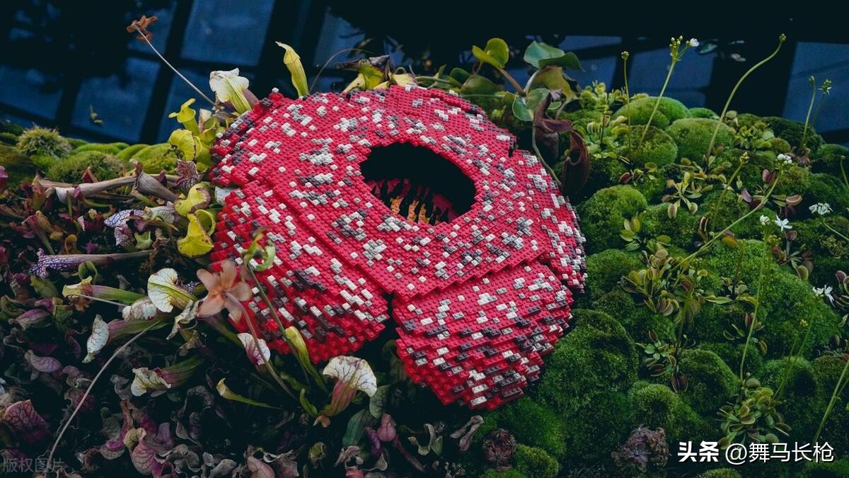 The Stinky Rafflesia: Uncovering the Science Behind Its Strange Smell ...