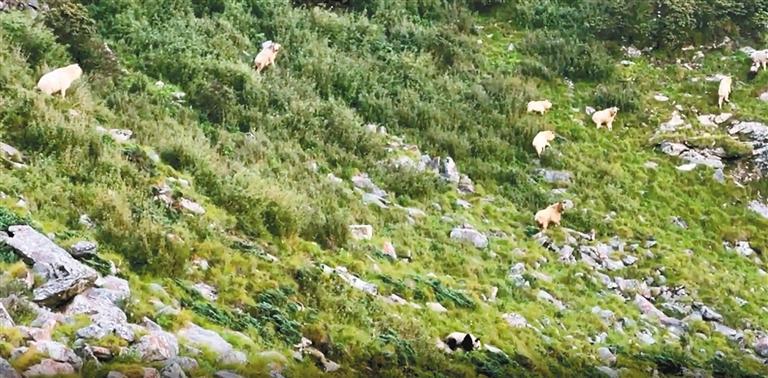 "Iron-eating Beasts Meet Qinling Killer King", wild giant pandas and ...