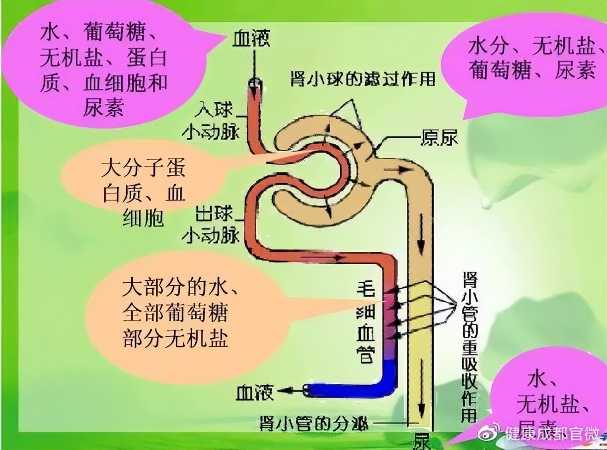 These abnormal signals of urine may be that the kidneys are calling for ...