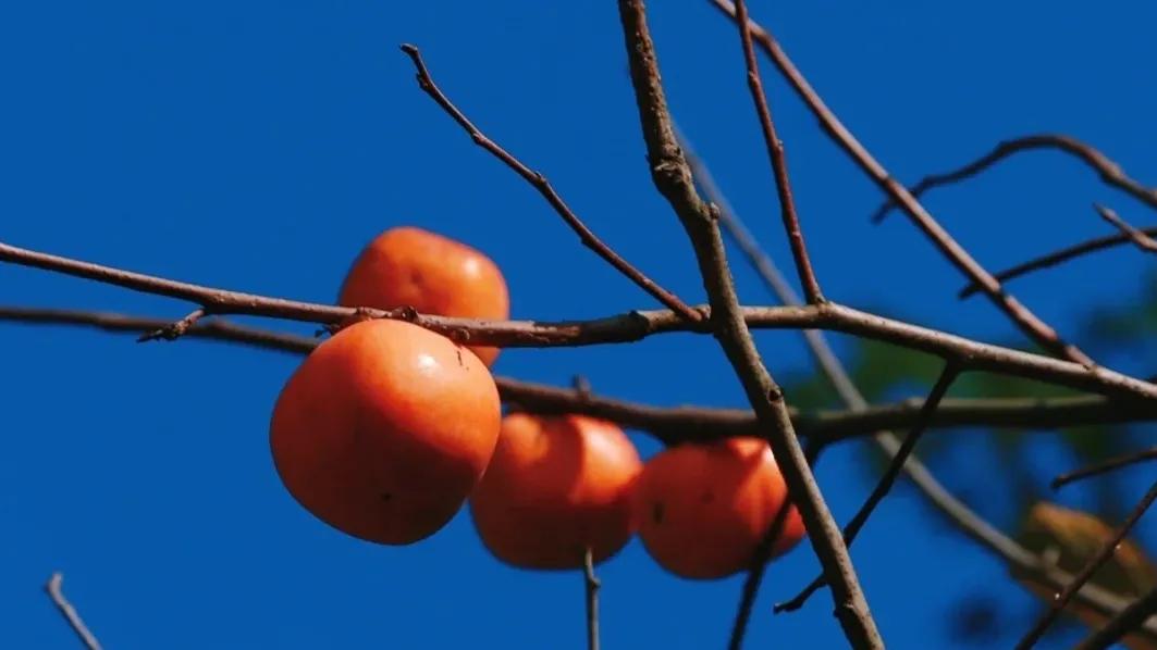 Twenty beautiful poems about persimmons are shared with you! - iNEWS