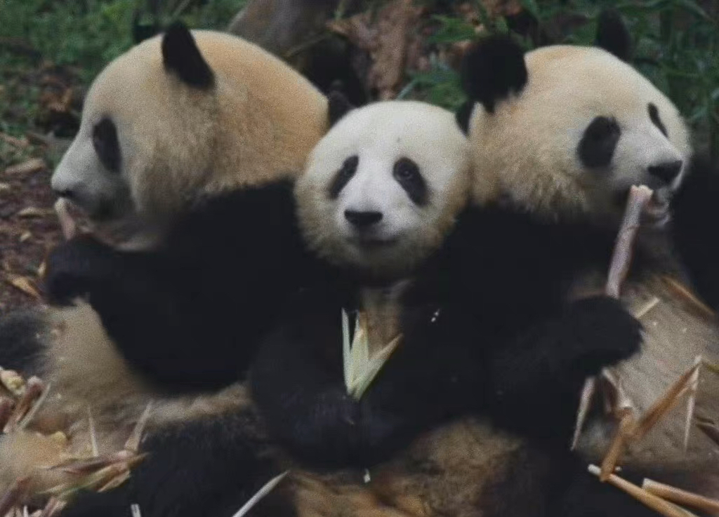 Panda Huahua is being bullied and screaming, she is so cute - iNEWS