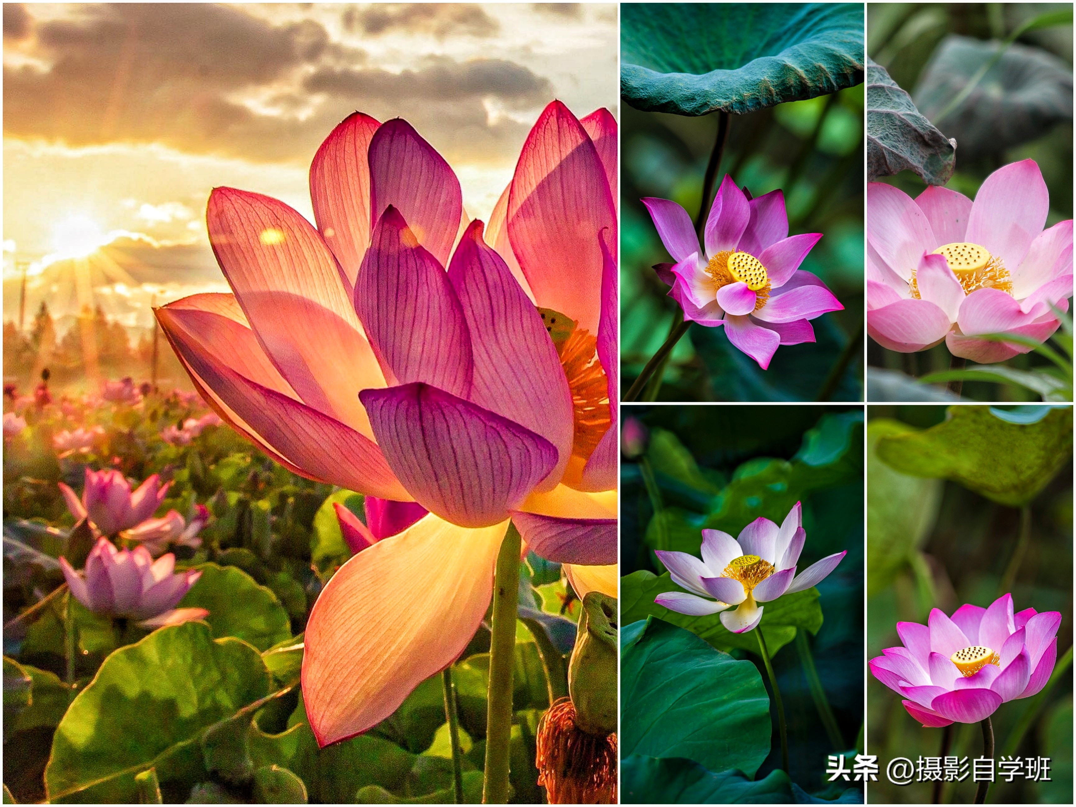 Can you take pictures of lotus flowers? 5 Photography Tips to Make Your ...