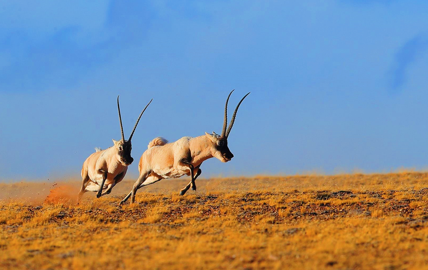 Life in No Man's Land - Tibetan Antelope - iNEWS