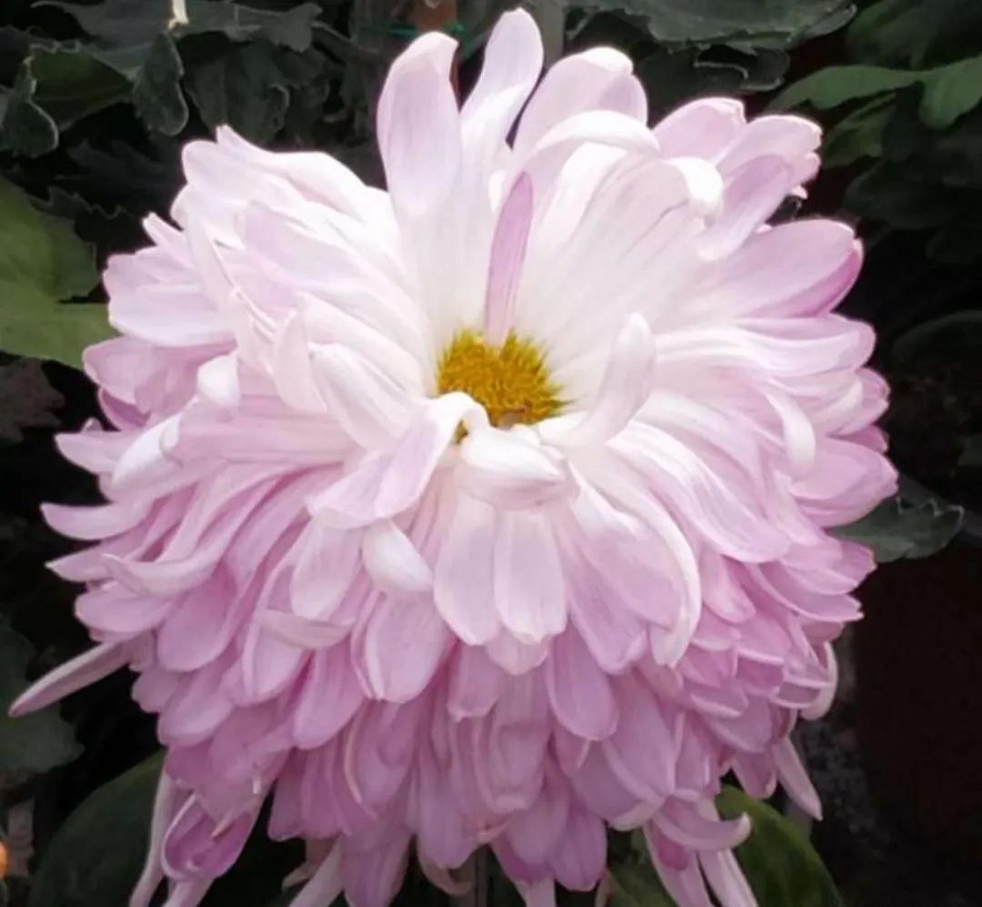 Picking chrysanthemums under the eastern fence, leisurely see Nanshan ...