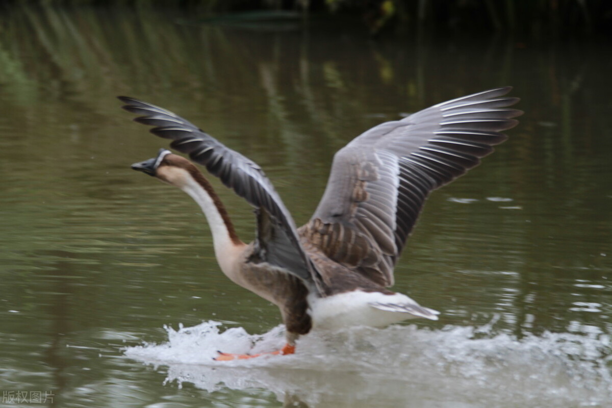 What is the significance of humans taming geese? - iMedia
