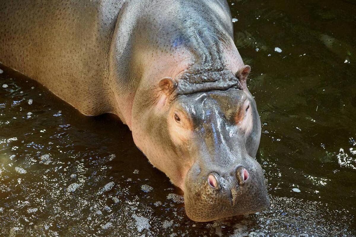 Hippo's Secret Weapon: Sunscreen Lotion Sparks Frenzied Research in the ...