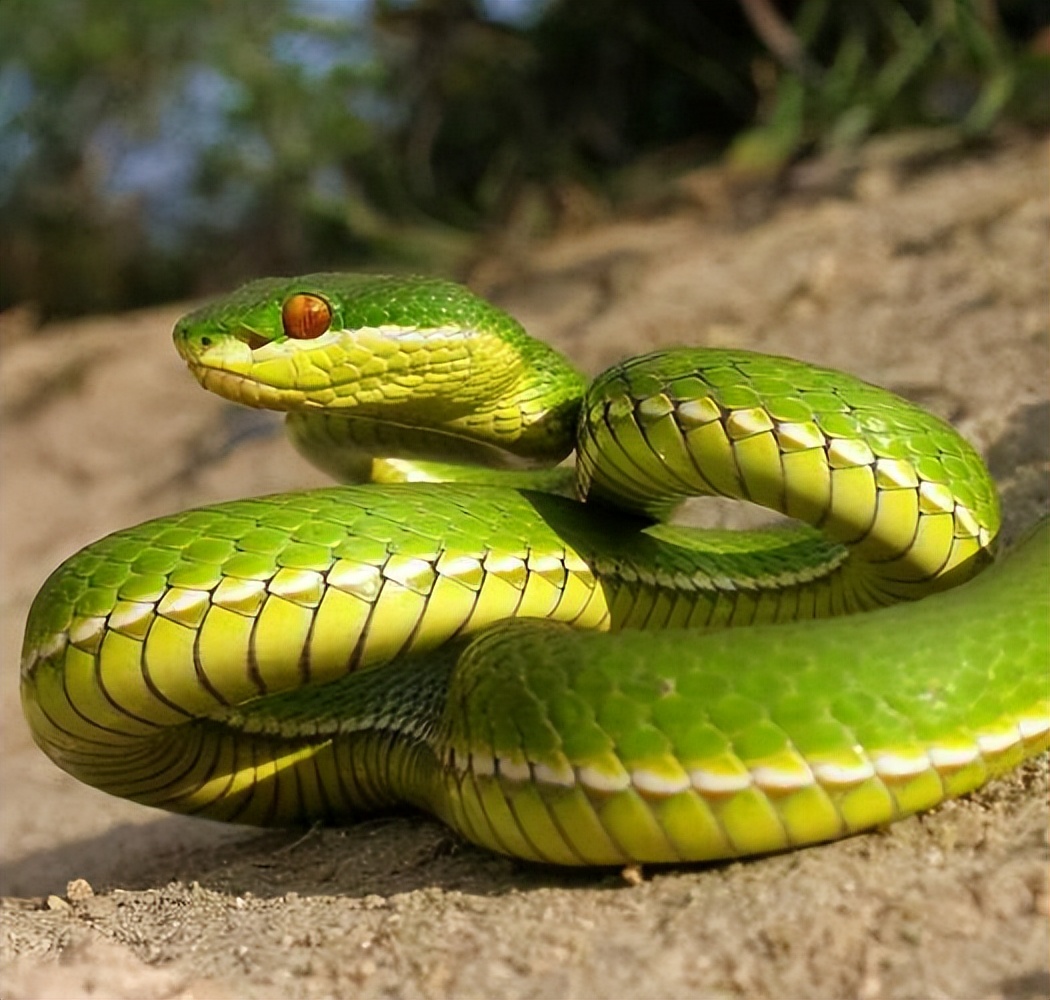 Challenge to popularize a venomous snake every day Day 6 - Big Scaled ...