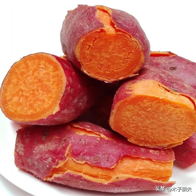 Humans have been eating 8,000-year-old "genetically modified sweet potatoes" without knowing it ...