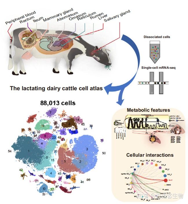Multi-tissue single-cell transcriptome reveals key to potential role of ...