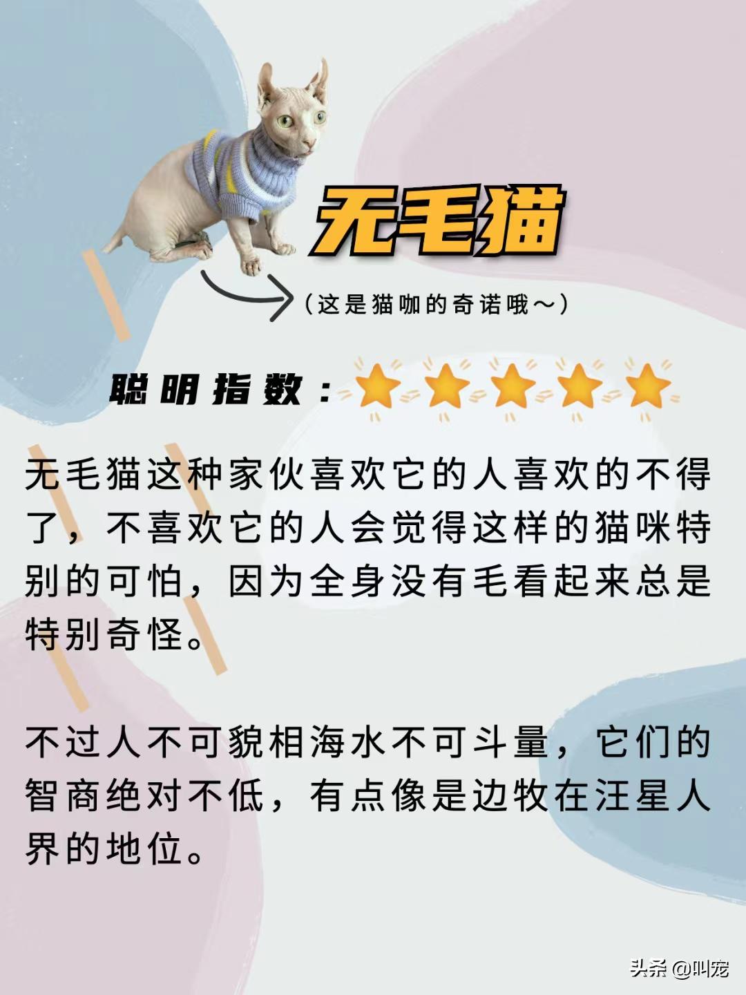 Cat IQ ranking, see if your cat is on the list? - iNEWS