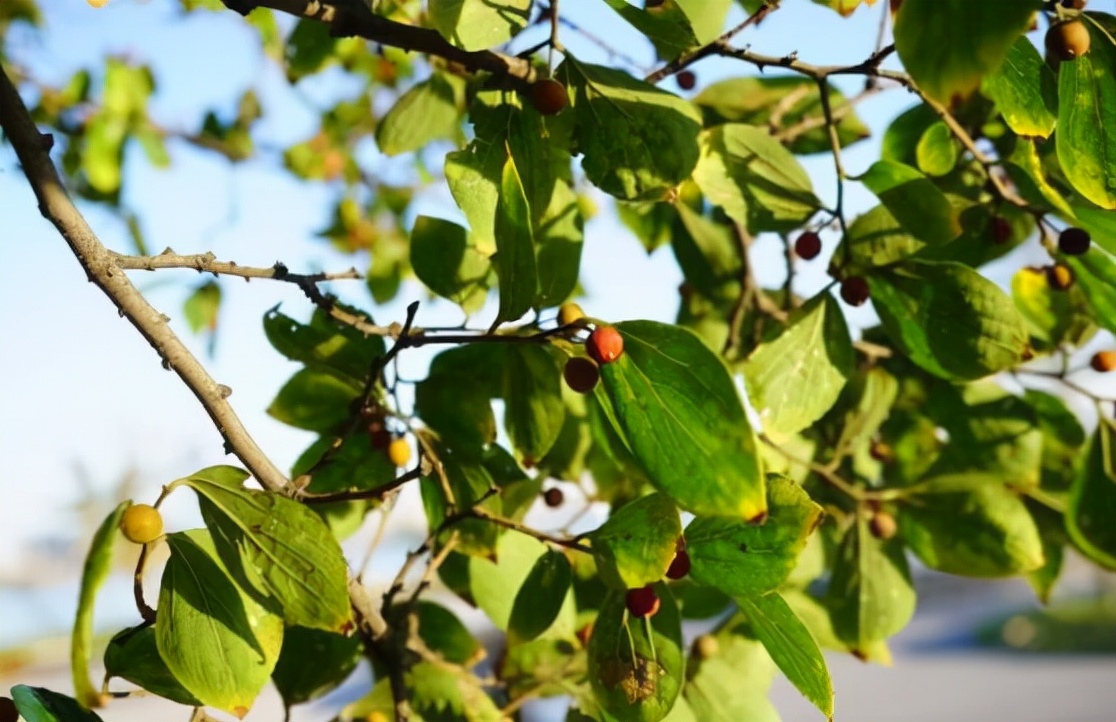 A good tree species for urban and rural greening-black bullet tree - iNEWS
