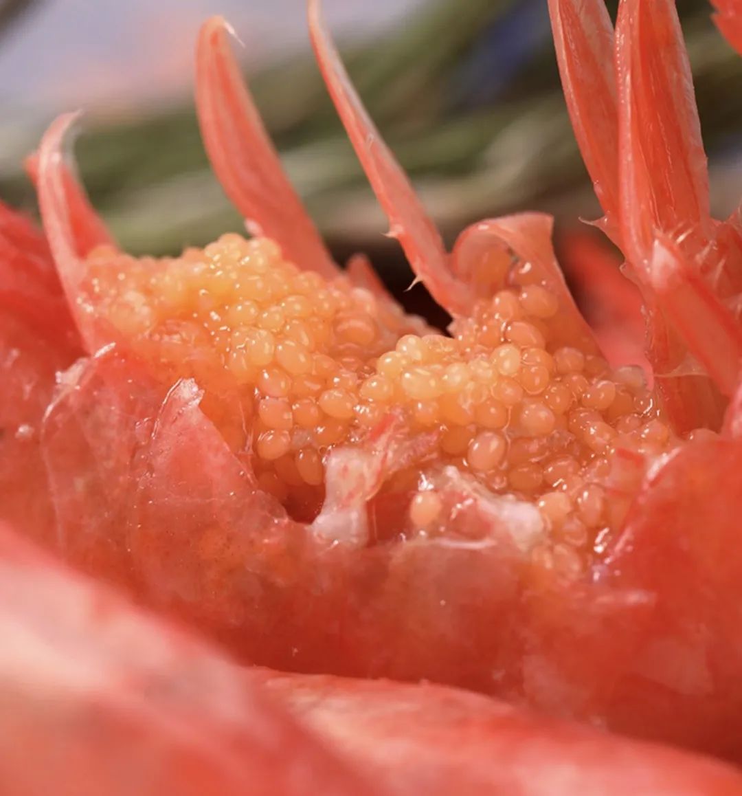 Xianxianzi Arctic sweet shrimp from the depths of the sea, thawed and ...