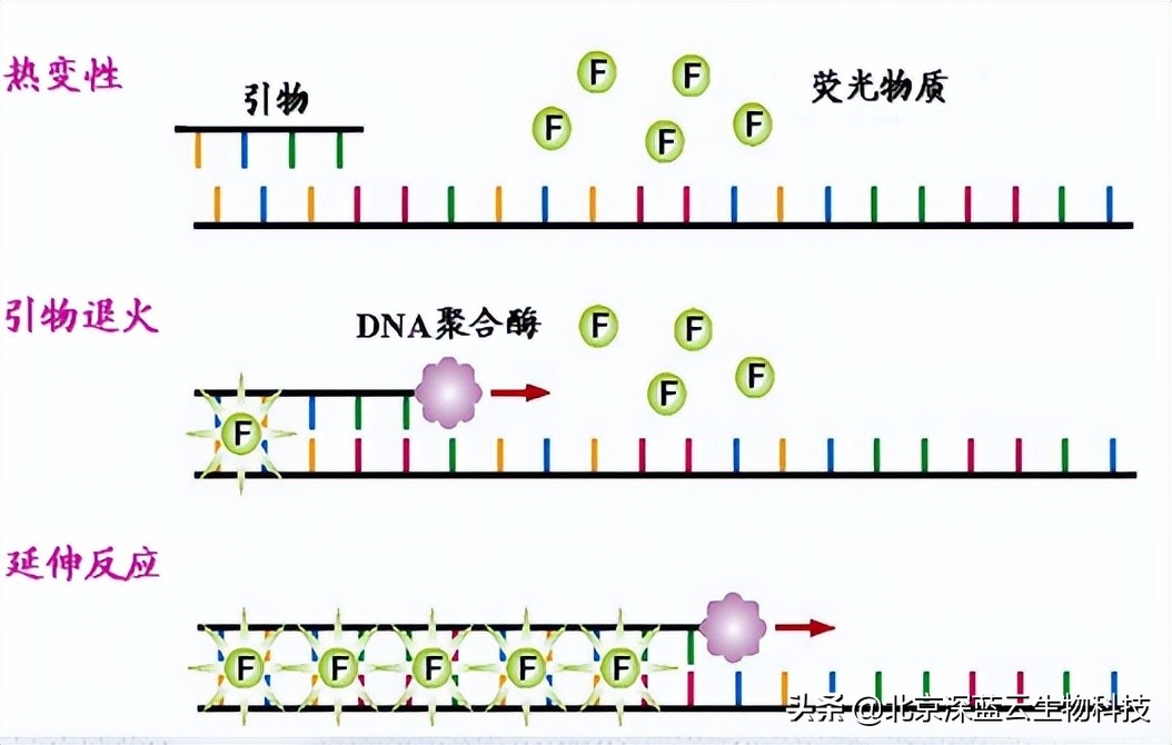 Fluorescence quantitative PCR experiment, how to choose fluorescent ...