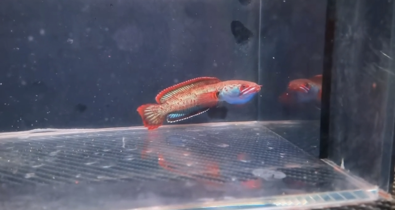 What should I do if the thunder dragon fish does not eat the feed? Two ...