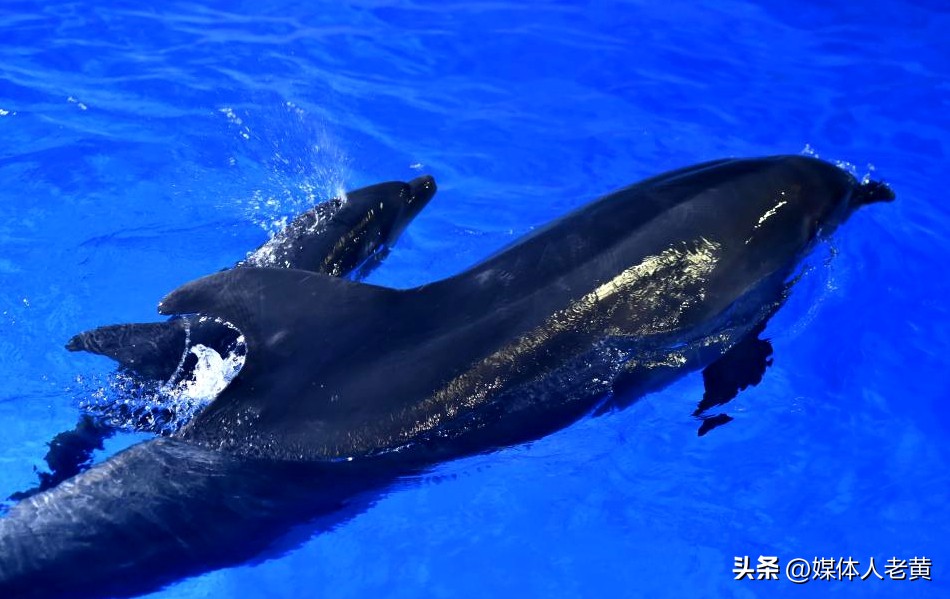 Guiyang: The first bottlenose dolphin cub meets tourists - iNEWS