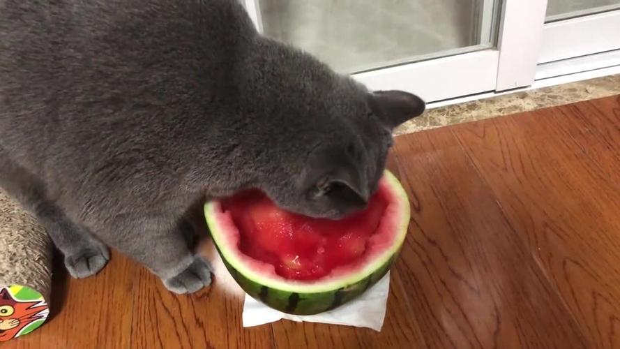 6 kinds of "fruits" suitable for cats are not only delicious, but also ...
