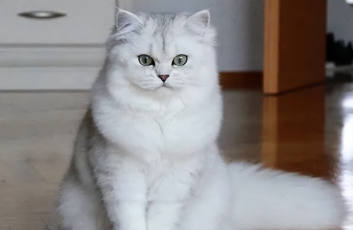 What is the difference between "jinjila" and "silver gradient"? 6 ways ...