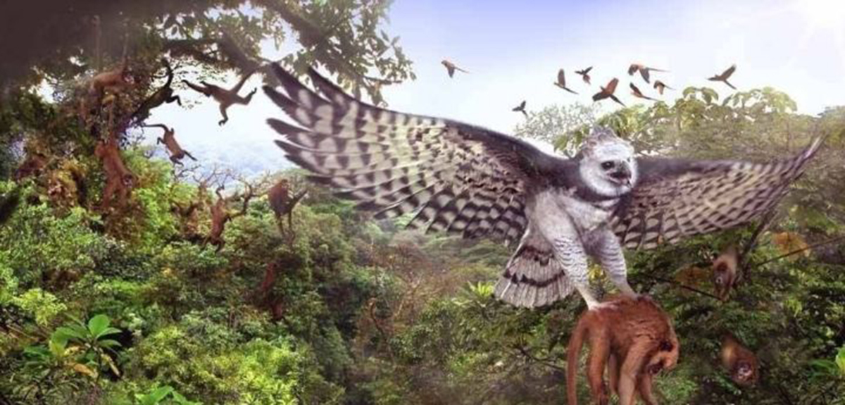 Is the eagle the king of birds? Do eagles have natural enemies? Does it ...