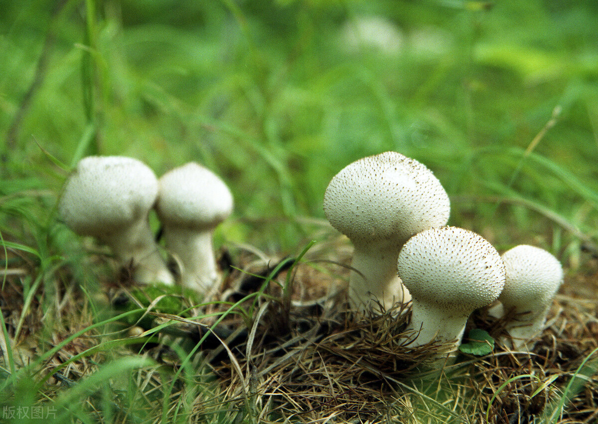 Heat-clearing and detoxifying medicine: Puffball - iMedia