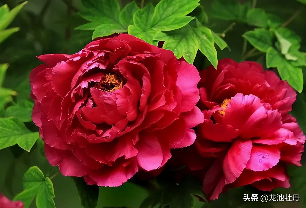 Into poetry and painting, literati and inkmen in history will be full ...