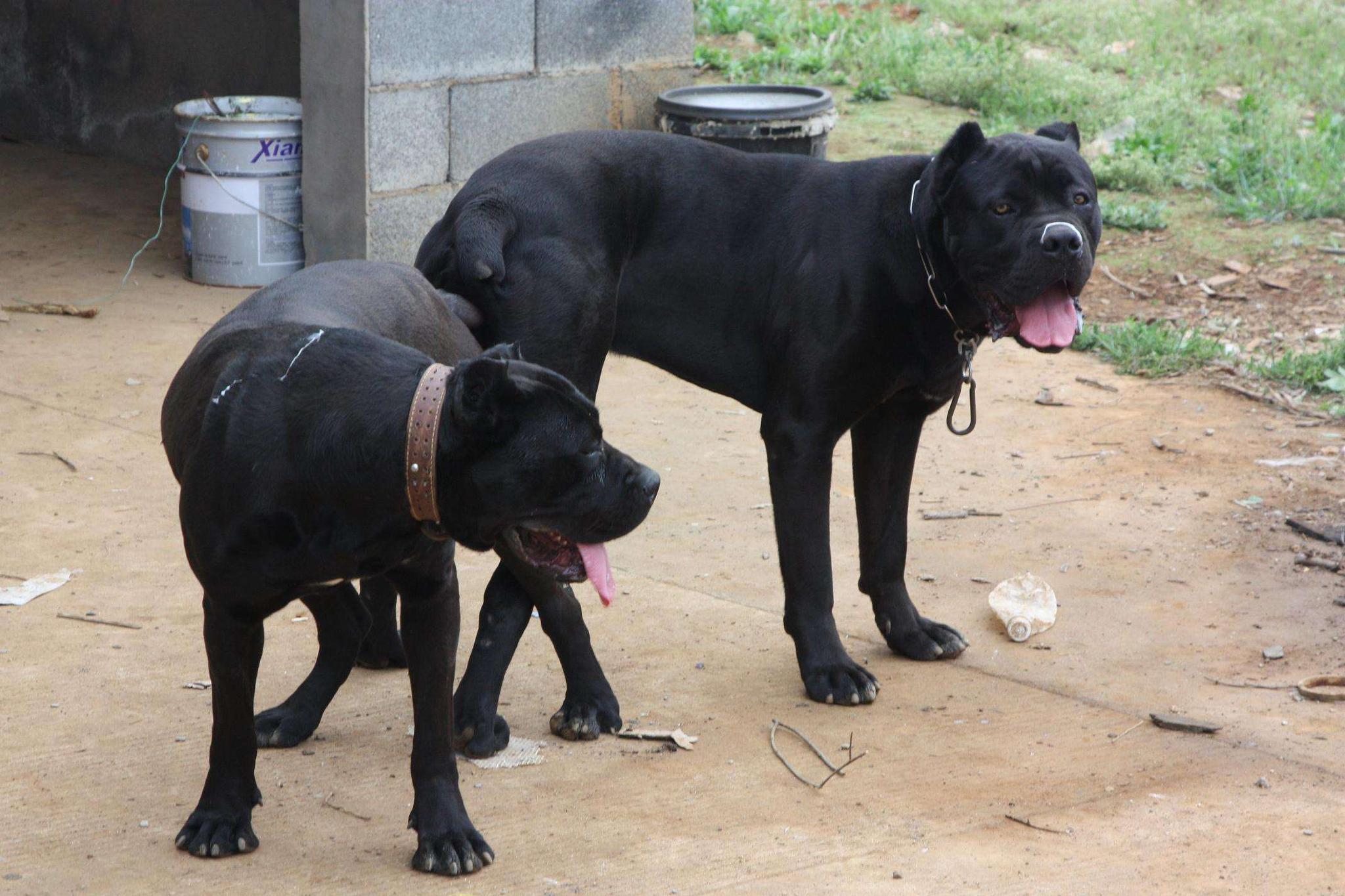 Why so few people keep "black dogs", in fact, everyone understands the ...