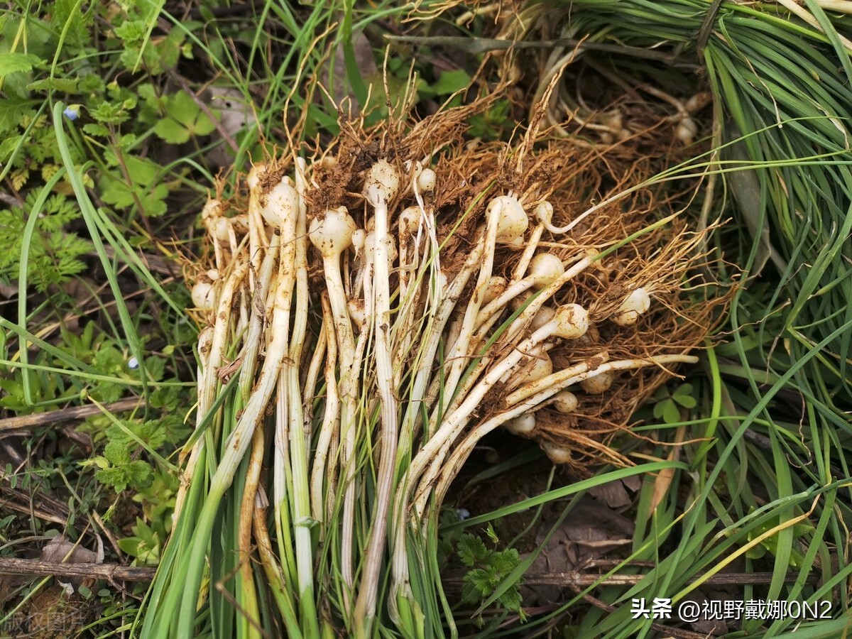 Wild Vegetables for Spring Eclipse (1) - iNEWS