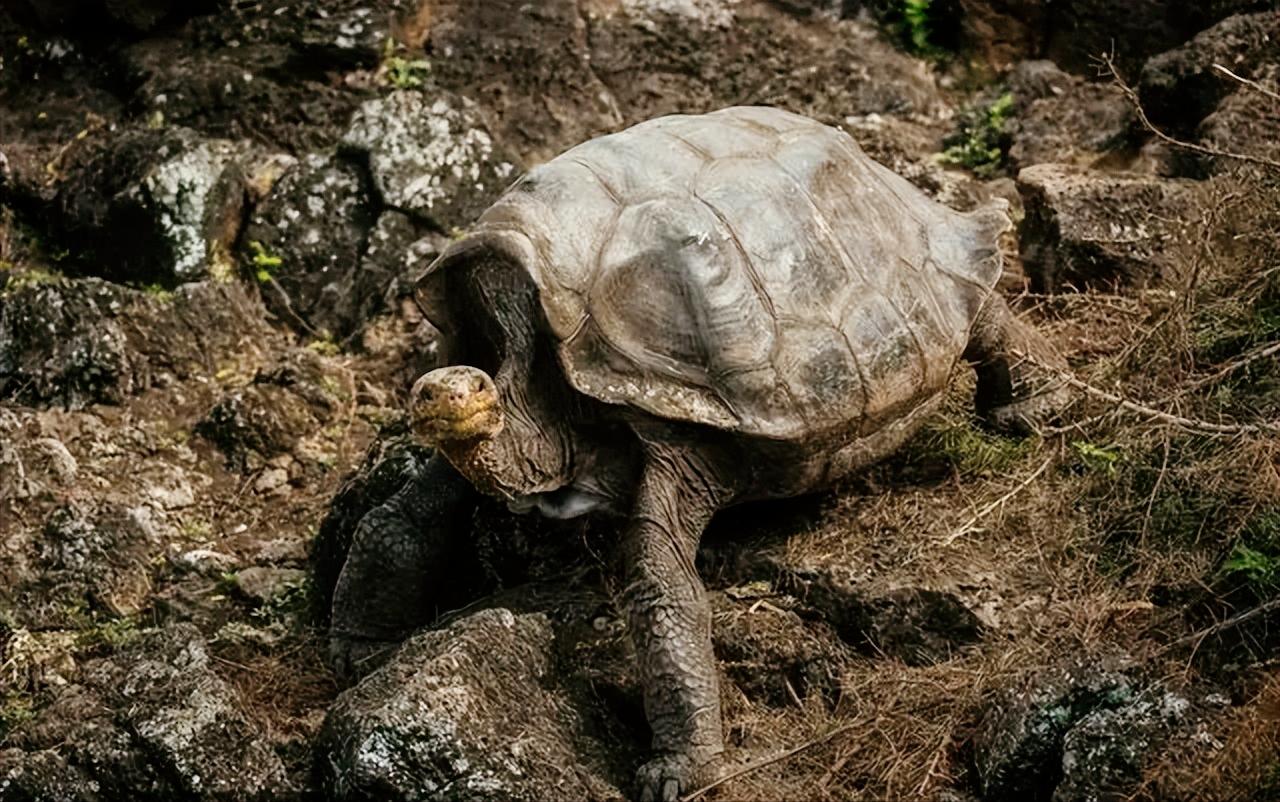 The nearly 100-year-old tortoise has worked hard for 43 years to give ...