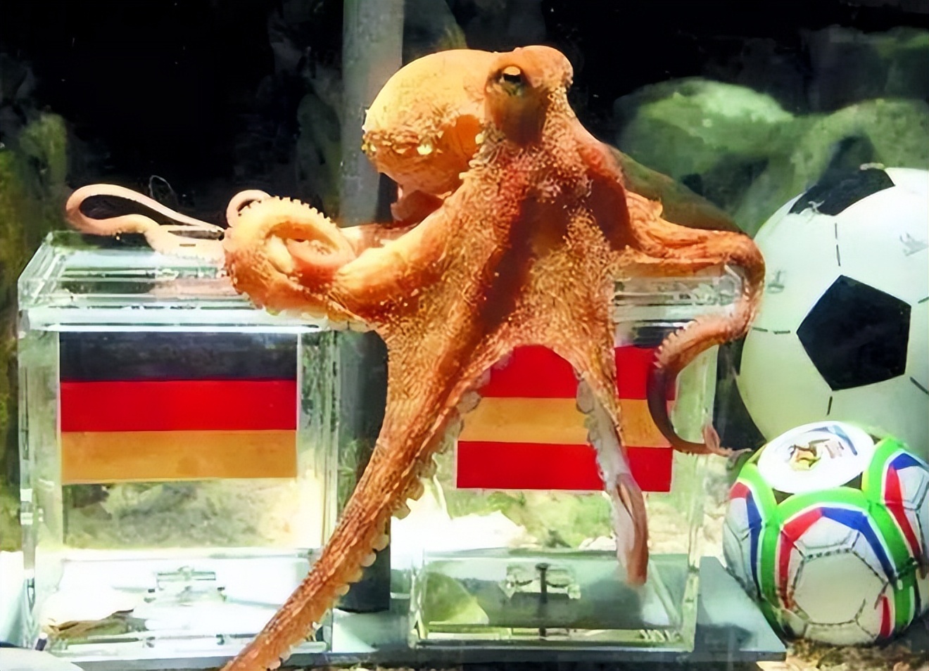 how smart an octopus is - iNEWS