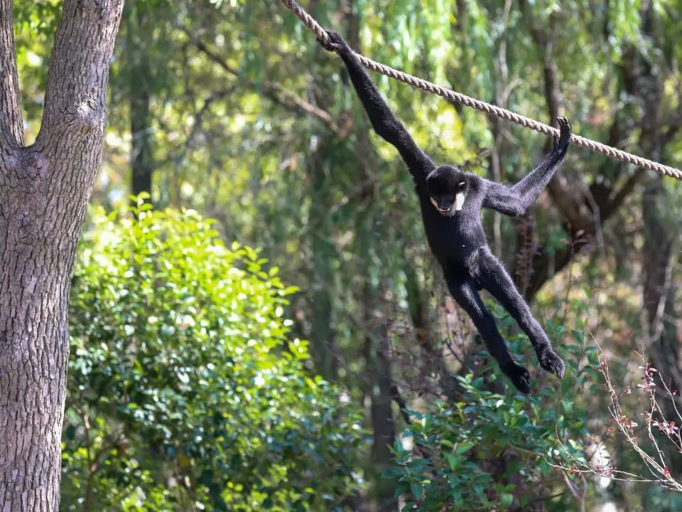 "The apes on both sides of the strait can't stop crying" - iNEWS