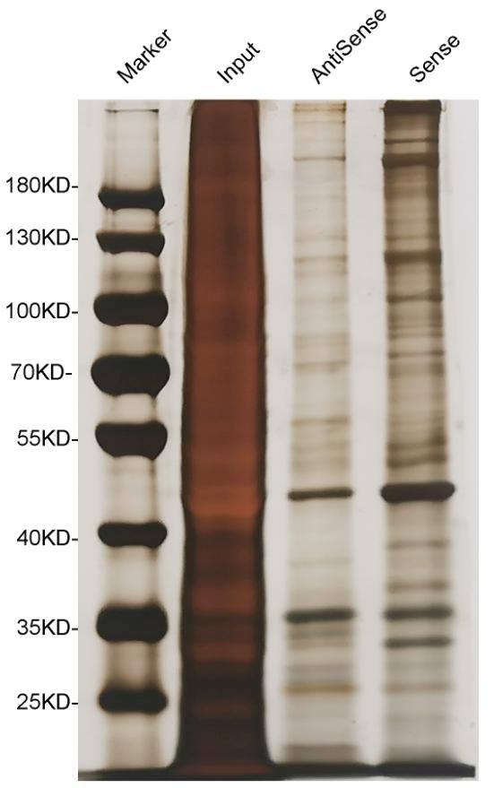 RNA pull down principle and operation steps - iMedia