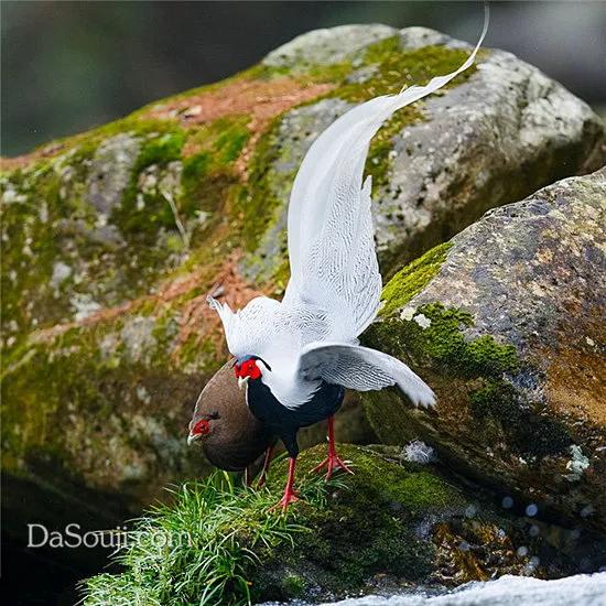 On our planet, the tail of an animal is the most worthy of appreciation ...