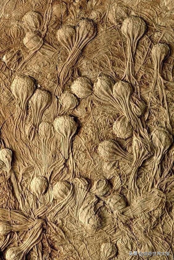 20 extremely rare paleontological fossils that subvert your imagination ...