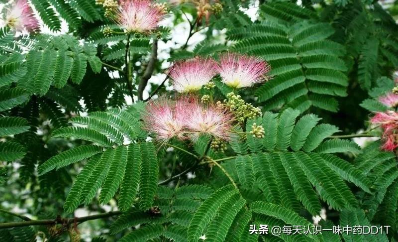 The name of the medicinal material - Acacia - iNEWS