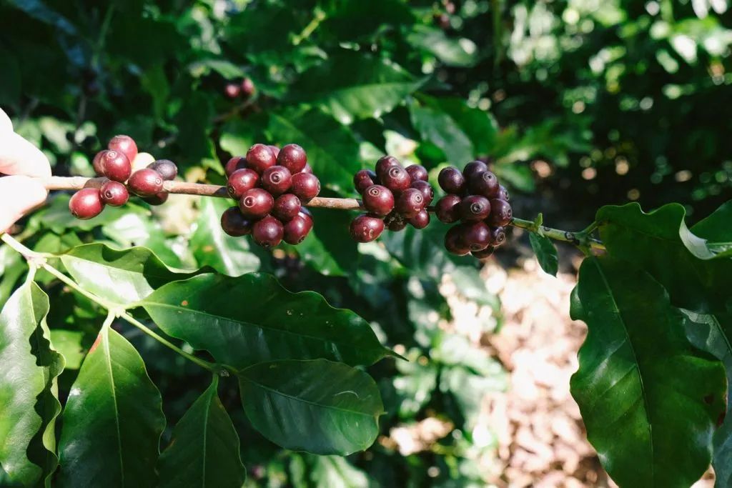 Will Pacamara still be the son of version? - iNEWS