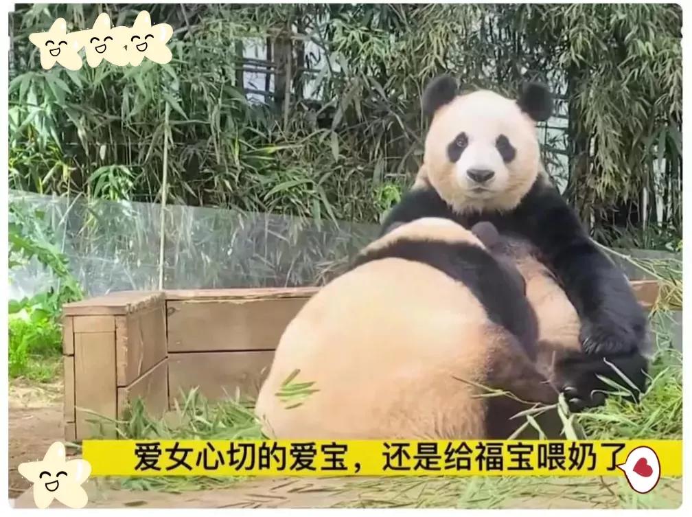 From Yuanyuan to Aibao: How does a panda mother breastfeed her baby ...