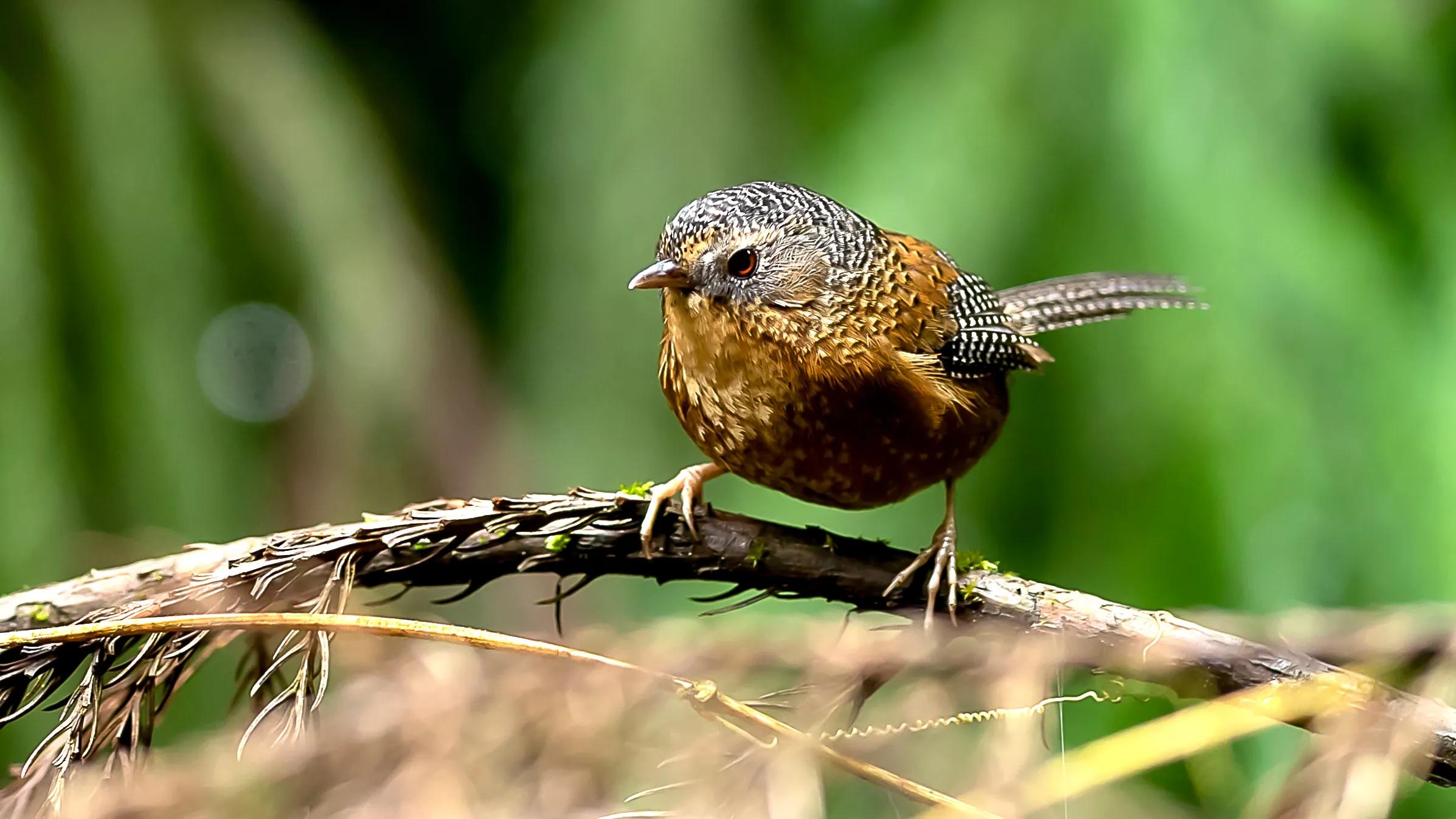 Spotted Wren Babbler 1071 - iNEWS
