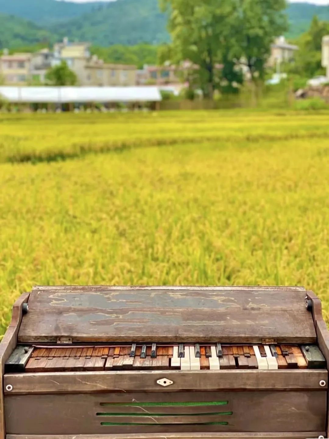 These three beautiful rice fields in Kunming are Hayao Miyazaki's ...
