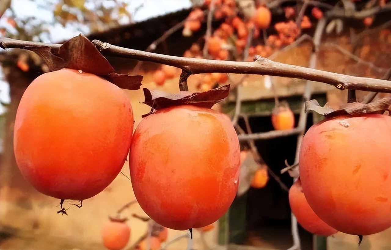 As the old saying goes: "one persimmon is one medicine", what does it ...