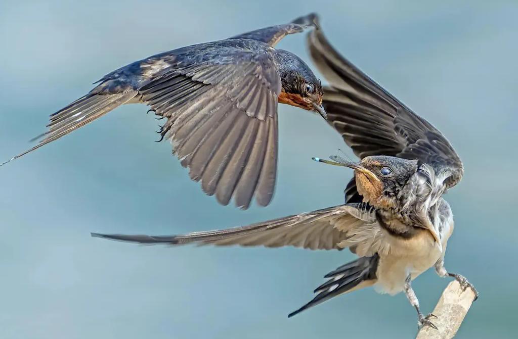 The mystery of swallows' migration reveals their great contributions to ...
