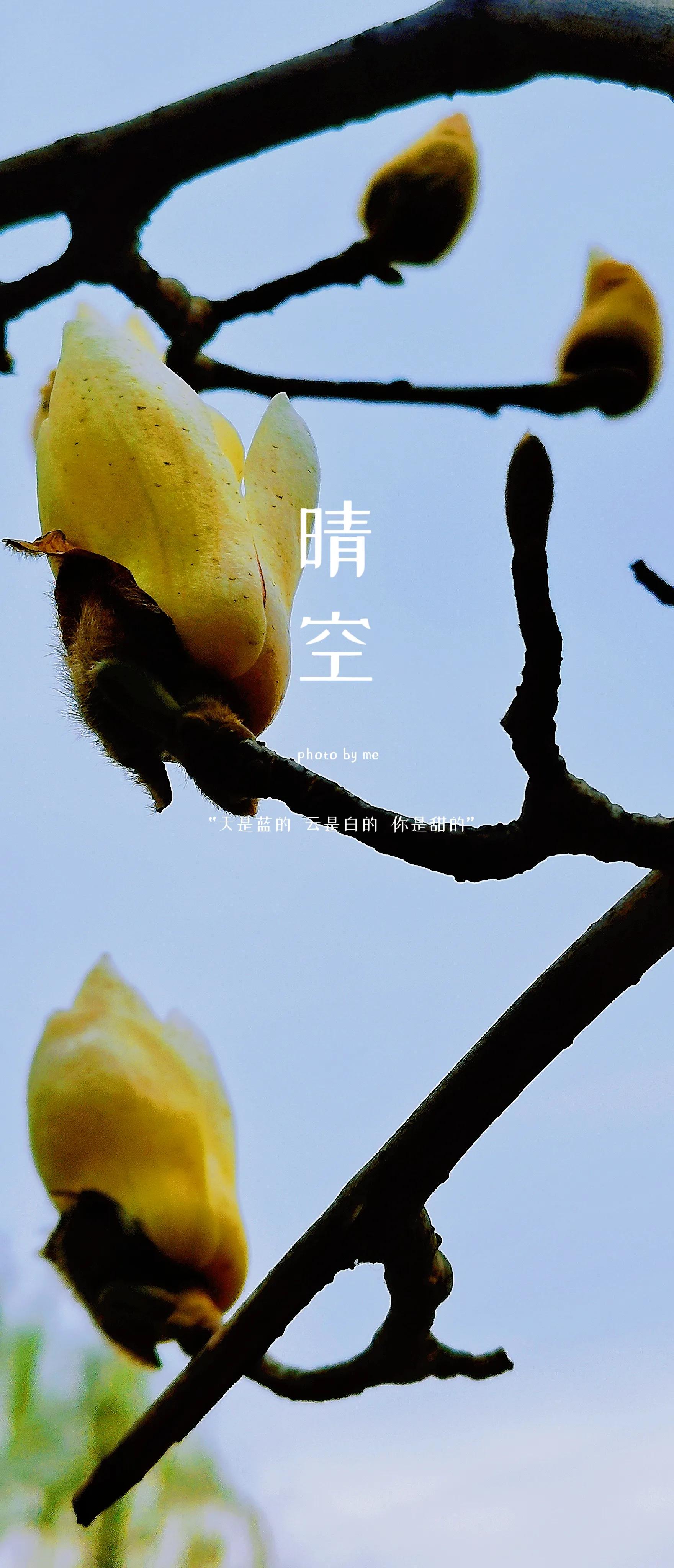 Qingqing Zijin Qingqing Zipei - iNEWS