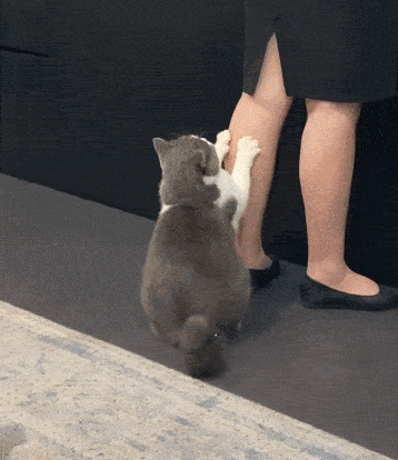 The cat "pulls" you with its paws? If you don't understand, it means ...