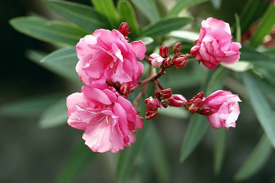 5 kinds of "scorpion flowers", beautiful but poisonous, can only be ...