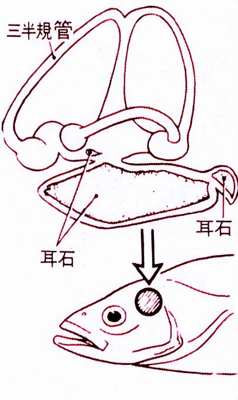 Do fish have ears? - iNEWS